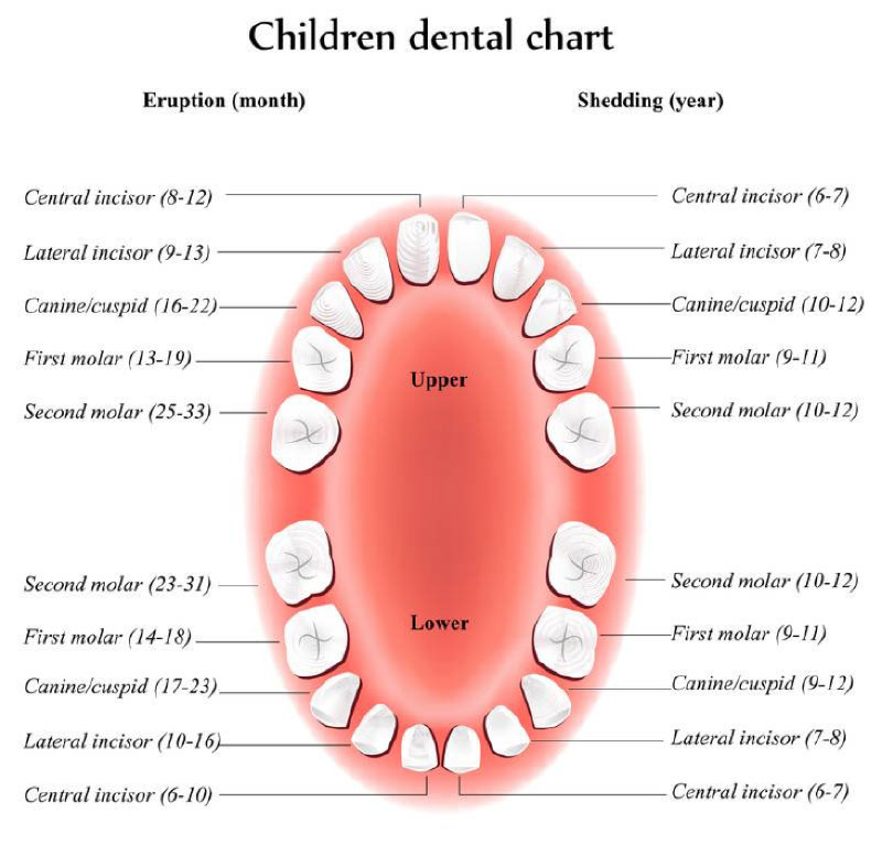 At What Age Do Baby Teeth Fall Out? | Manfred Orthodontics